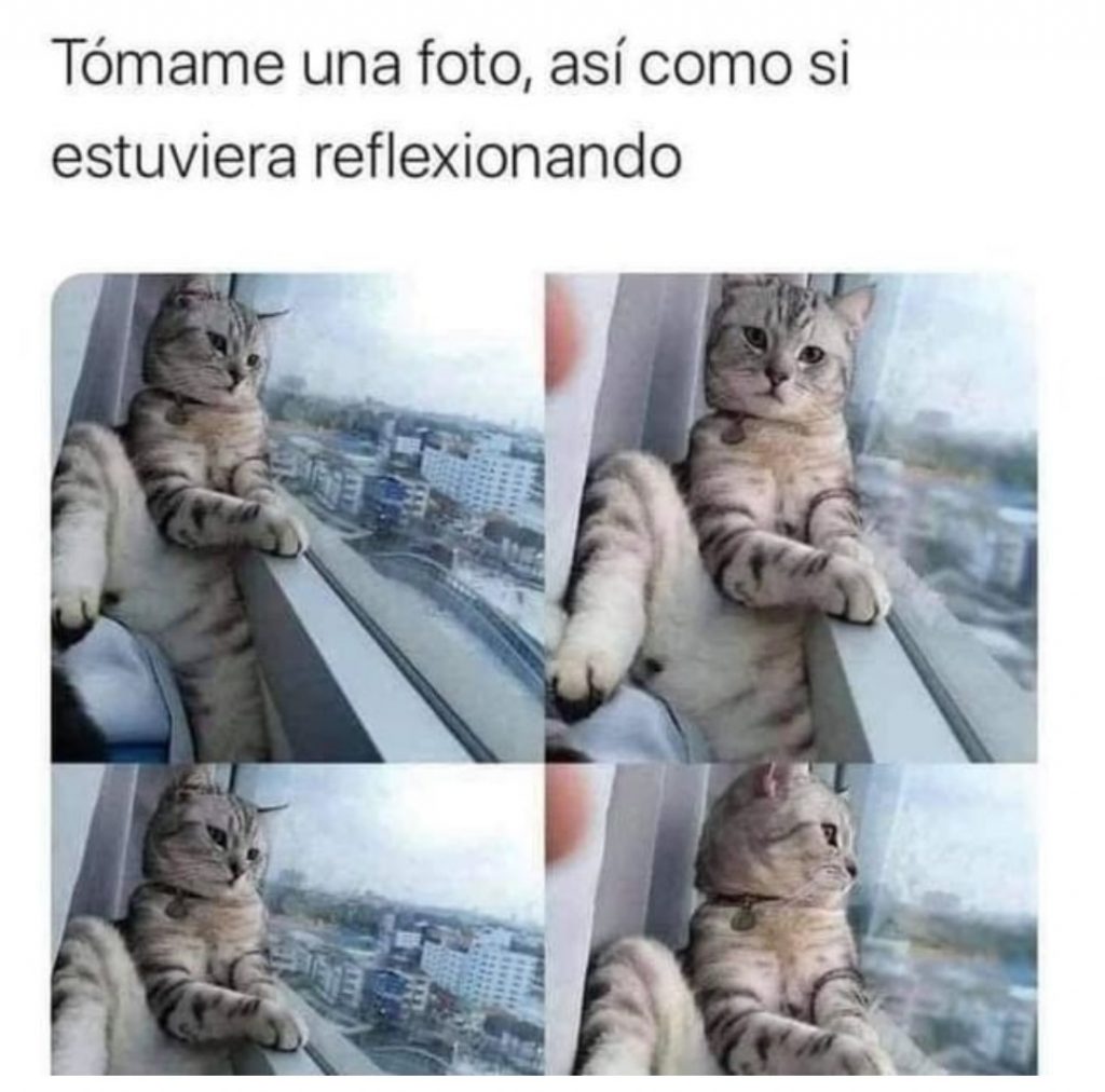 Meme cats gatito posando – Invequa